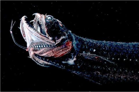 Peces abisales: 7 criaturas marinas increíbles - Ecotienda Buceo